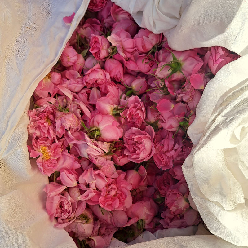 Hydrolat de Rose de Damas | Astal Distillateur